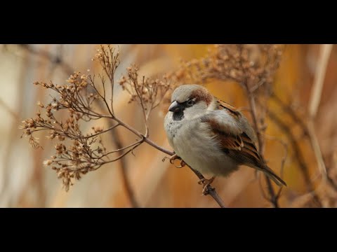 Urban Landfills and Bird Ecology Evaluating and Protecting Migratory ...