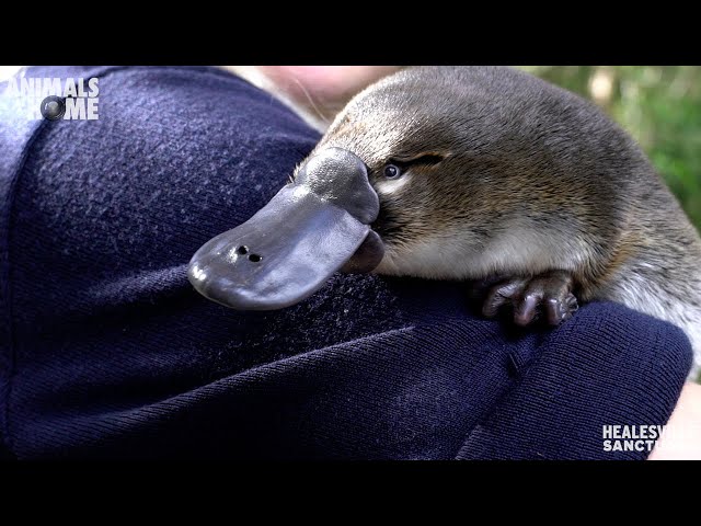 Platypus Baby Hatching