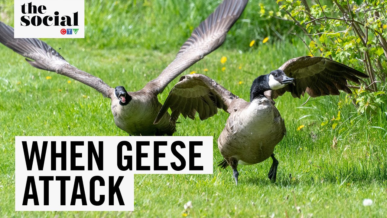 Students ‘Terrorized’ by Angry Nesting Canada Geese | The Social - YouTube