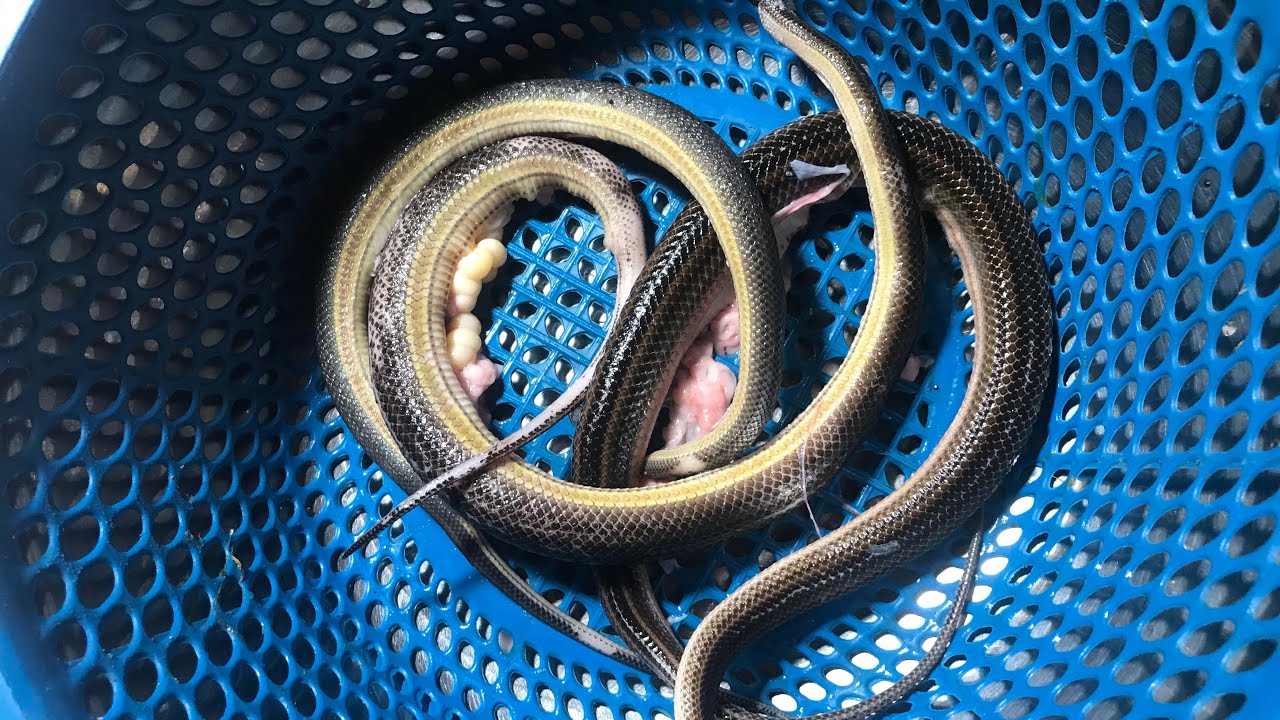 We got some water snake from the rice field it’s time to harvest rice ...
