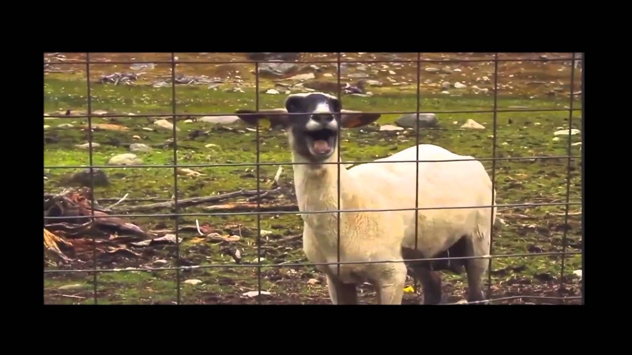 Dr.Rude - Electronic Gangster (Goat Mix) - YouTube