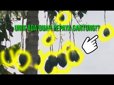 Buah Pepaya Gantung / \