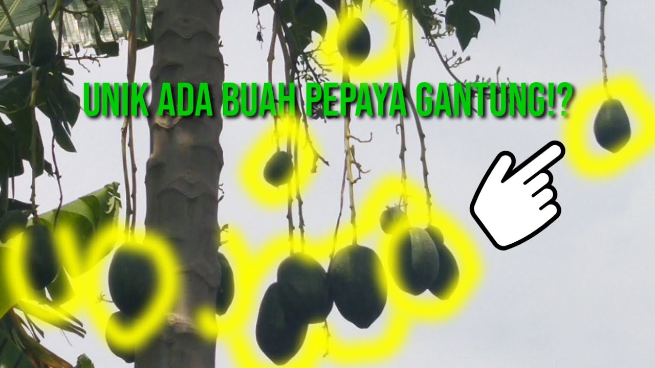 Buah Pepaya Gantung / "Kates Gandhul" - YouTube