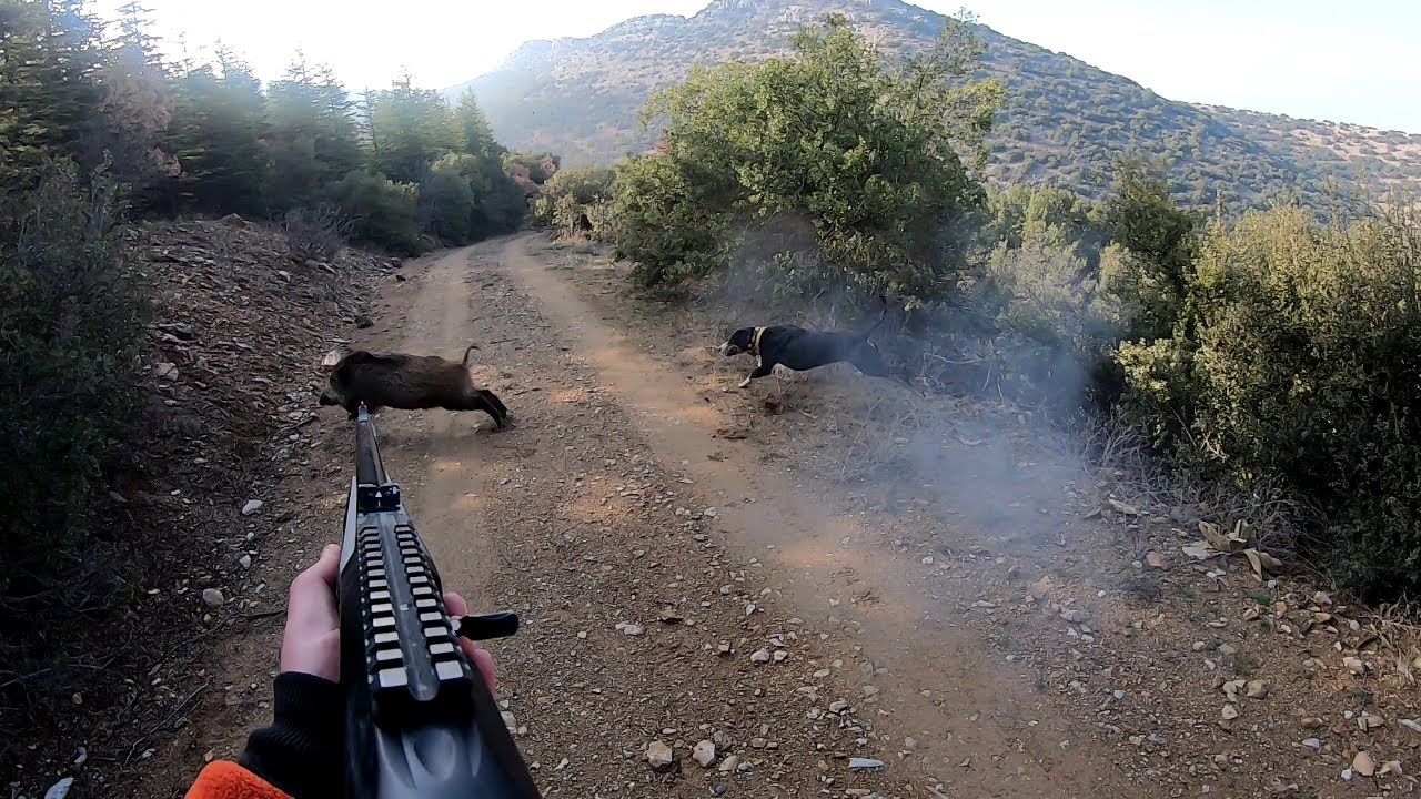 YAKIN TEMAS DOMUZ AVLARI Wild Boar Attacks #hunting #wildboar - YouTube