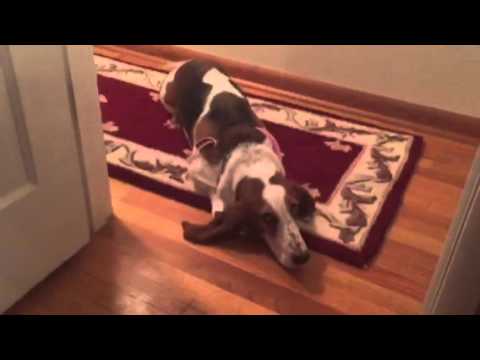 Talking basset hound - YouTube