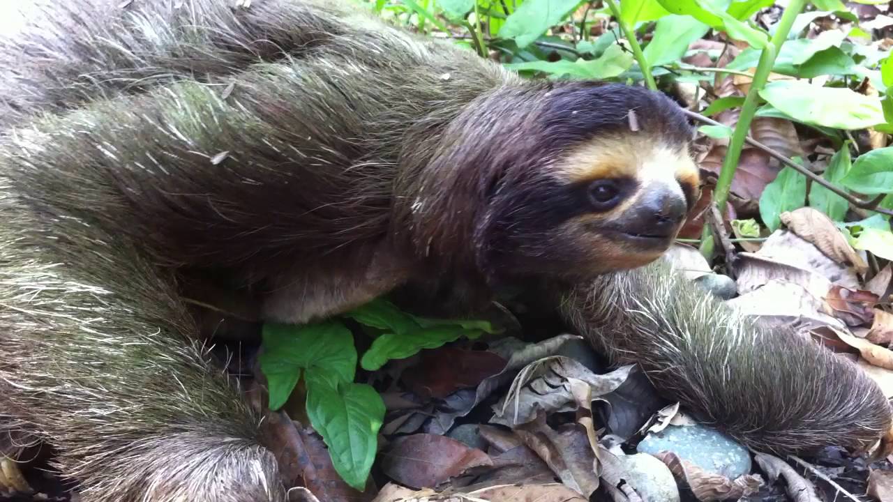 Sloth mother with baby crossing the street in Puerto Viejo/Costa Rica ...