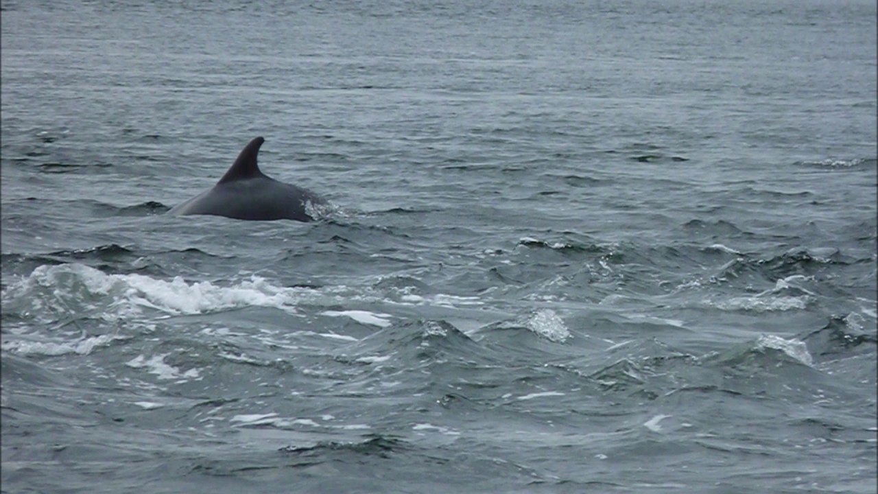 Dolphins at Chanonry Point Fortrose May 2015 - YouTube