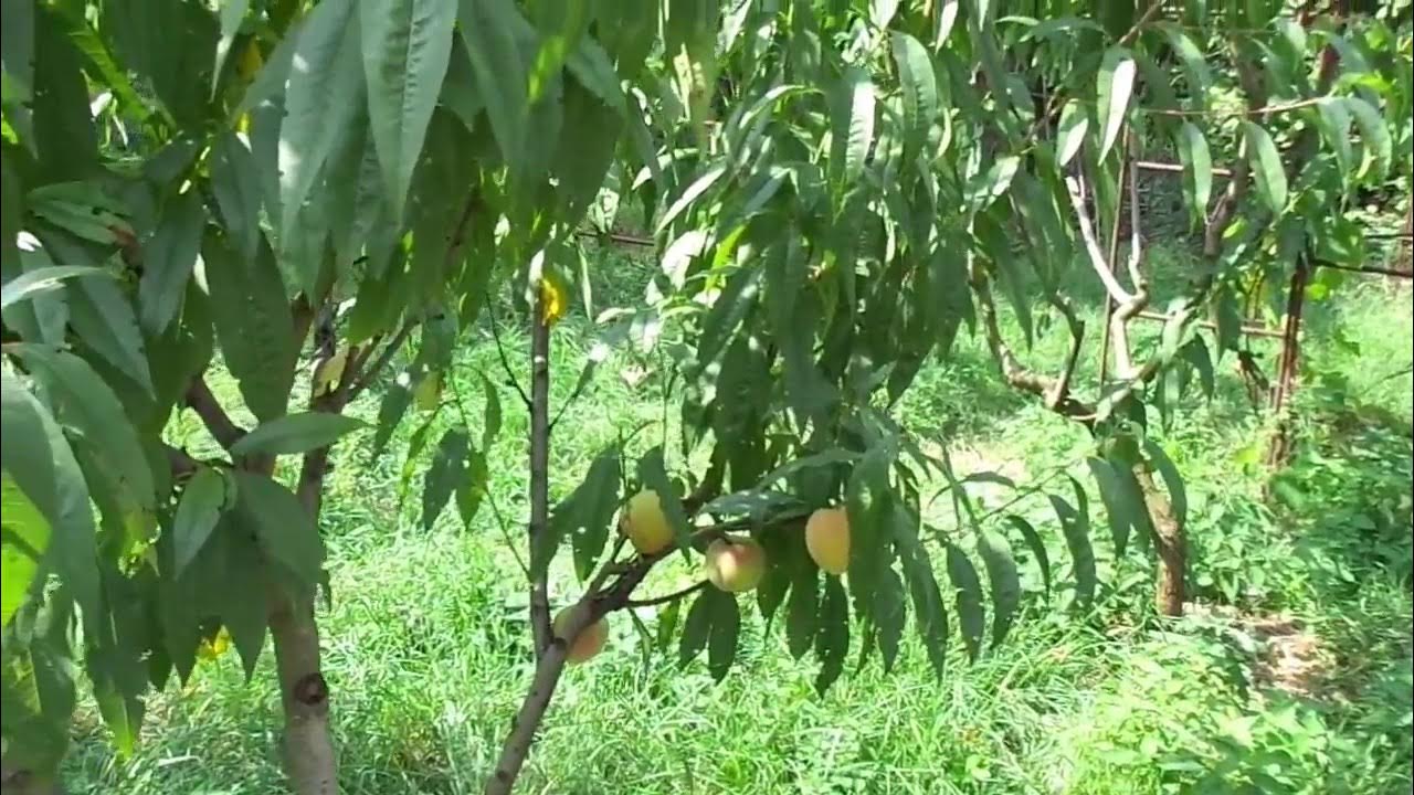 Персик из косточки - лучше привитого. - YouTube