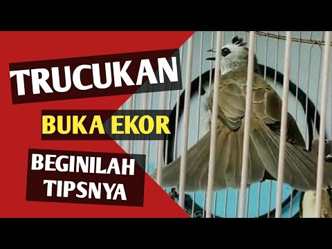 Tips Membuat Trucukan Rajin Bunyi dan Buka Ekor