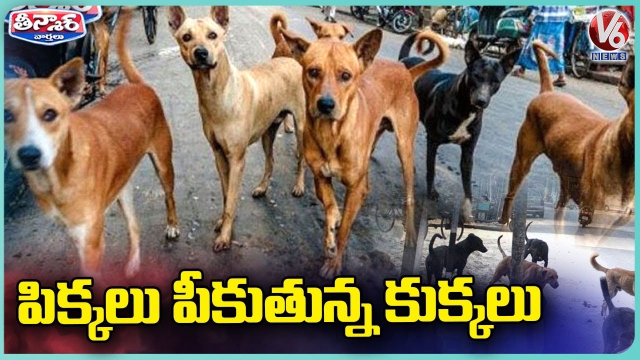 Hyderabad Public In Panic Situation with Street Dog Attacks | V6 ...