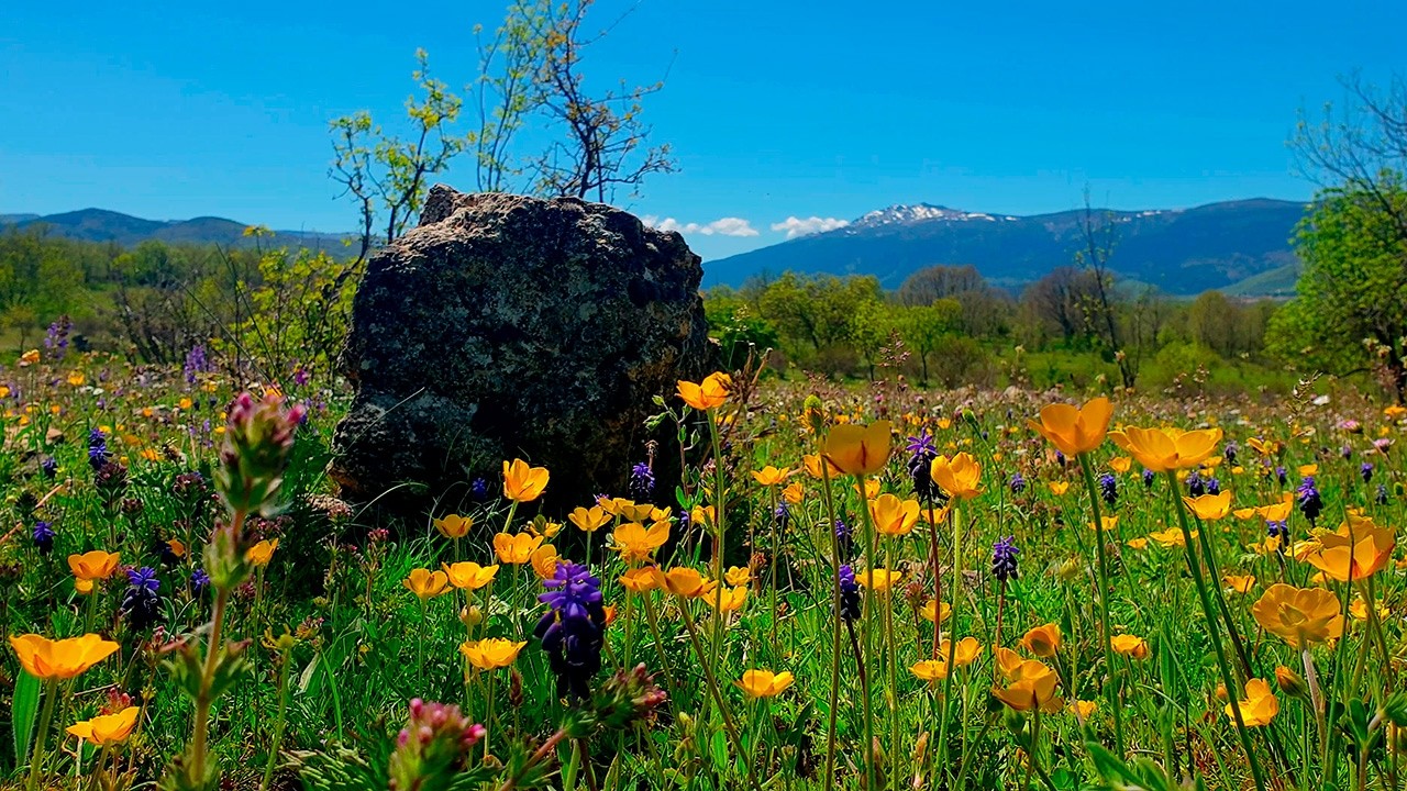 Healing Frequency Spring Therapy 🌷🌞 Begin Your Day with POSITIVE ...