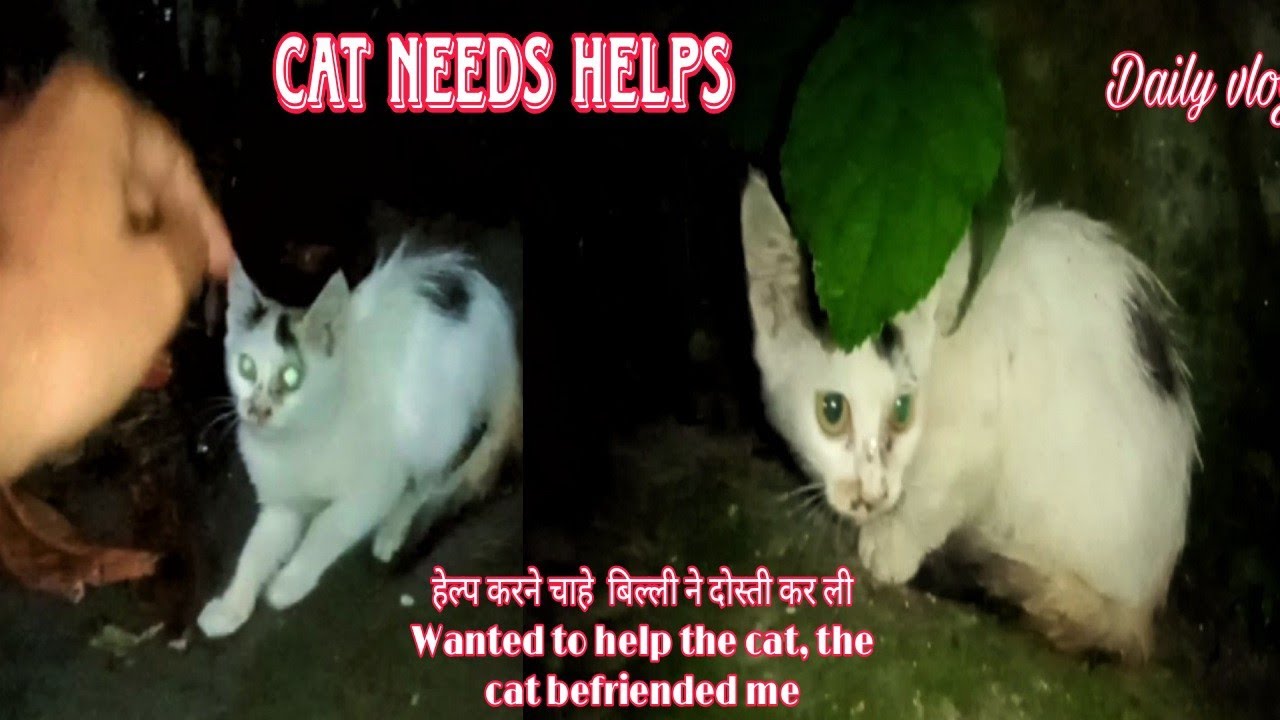 Cat Needs Help/कोशिश करने वालों की कभी हार नहीं होतीइतनी कोशिश के बाद ...