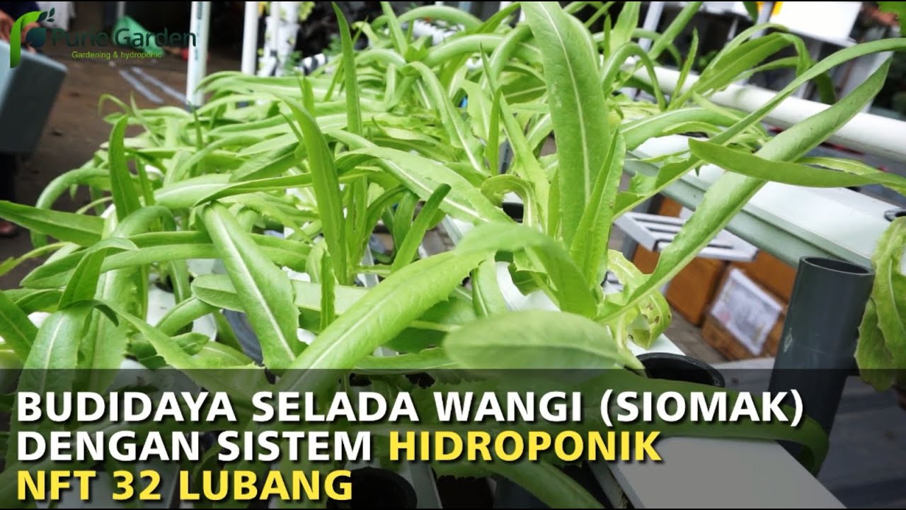 Cara Menanam Selada Wangi (Siomak) Sistem Hidroponik NFT | Lettuce ...