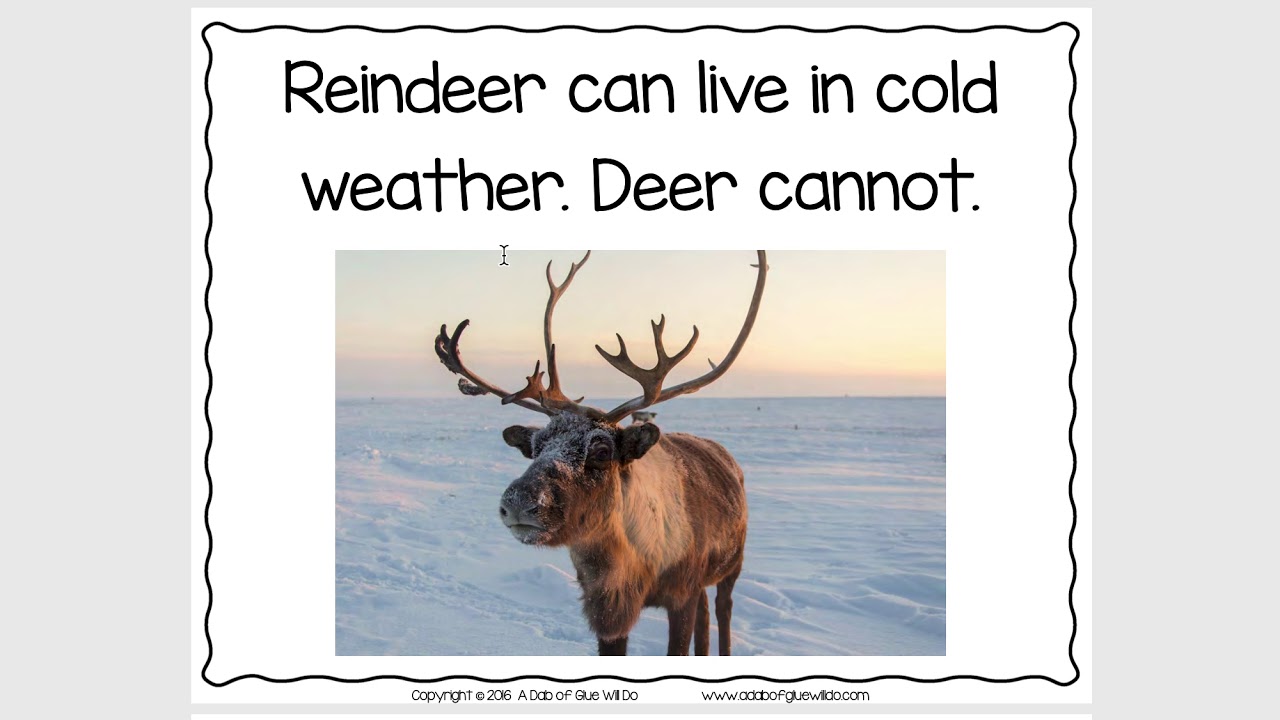 Reindeer Vs. Whitetail deer - YouTube