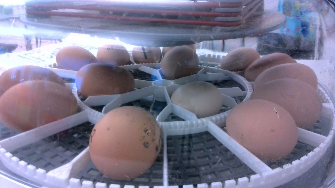 Chick Hatching 2024 - YouTube