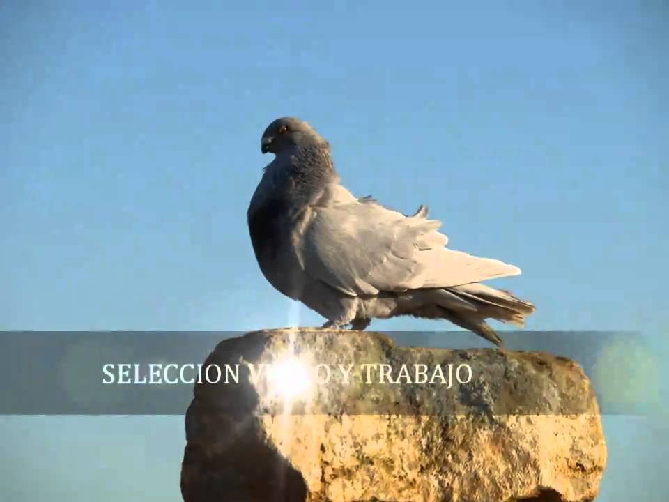 Buchon Balear - YouTube