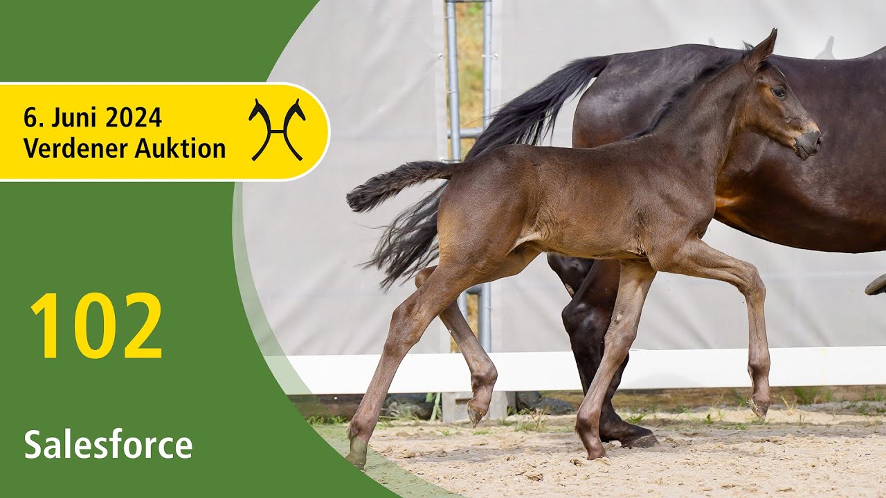 Verden Auction Online - Foals - June, 6th - No. 102 Salesforce by Santos - Destano - YouTube