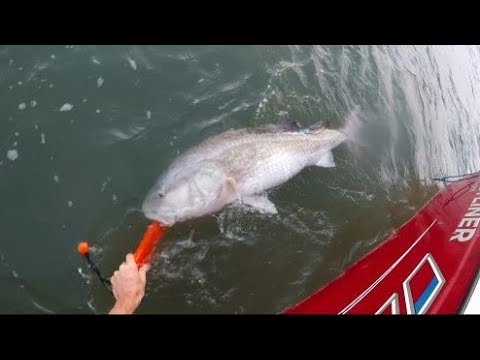 Catching a BULL REDFISH and Sharks on Fripp Inlet - YouTube