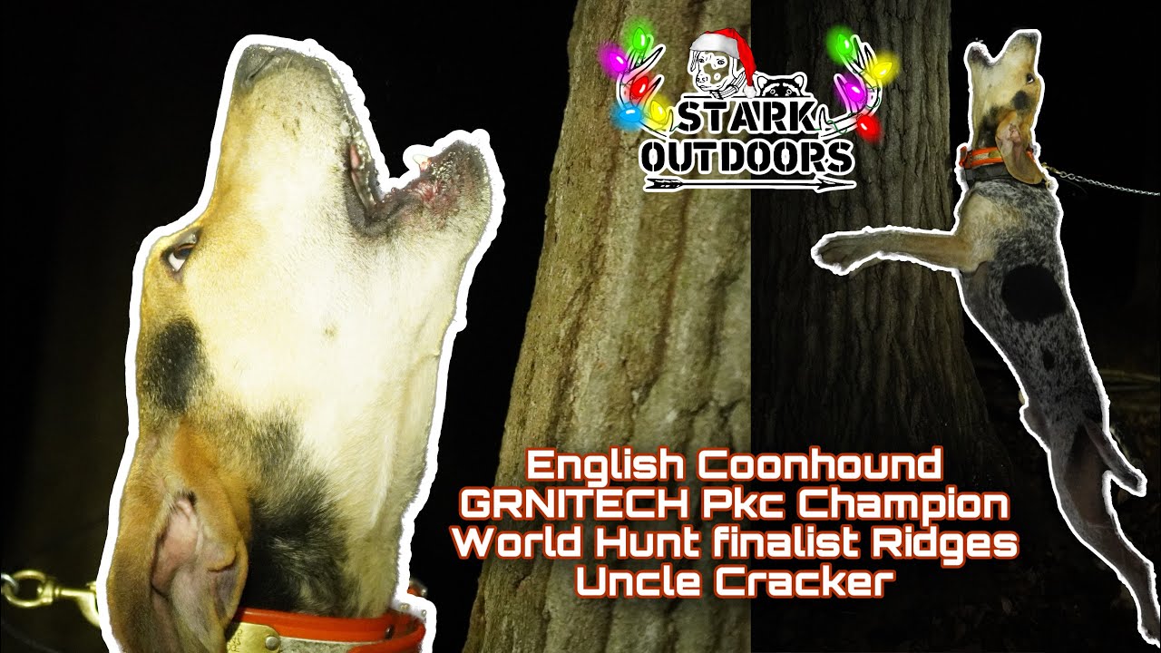 Coon Hunting with Grand Nite Champion PKC Champion World Hunt Finalist ...