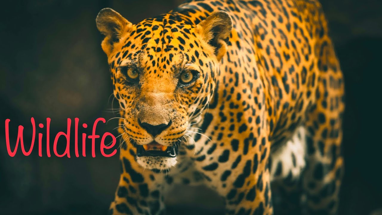 ULTIMATE WILD ANIMALS COLLECTIONS | wildlife ULTRA HD 8K - YouTube