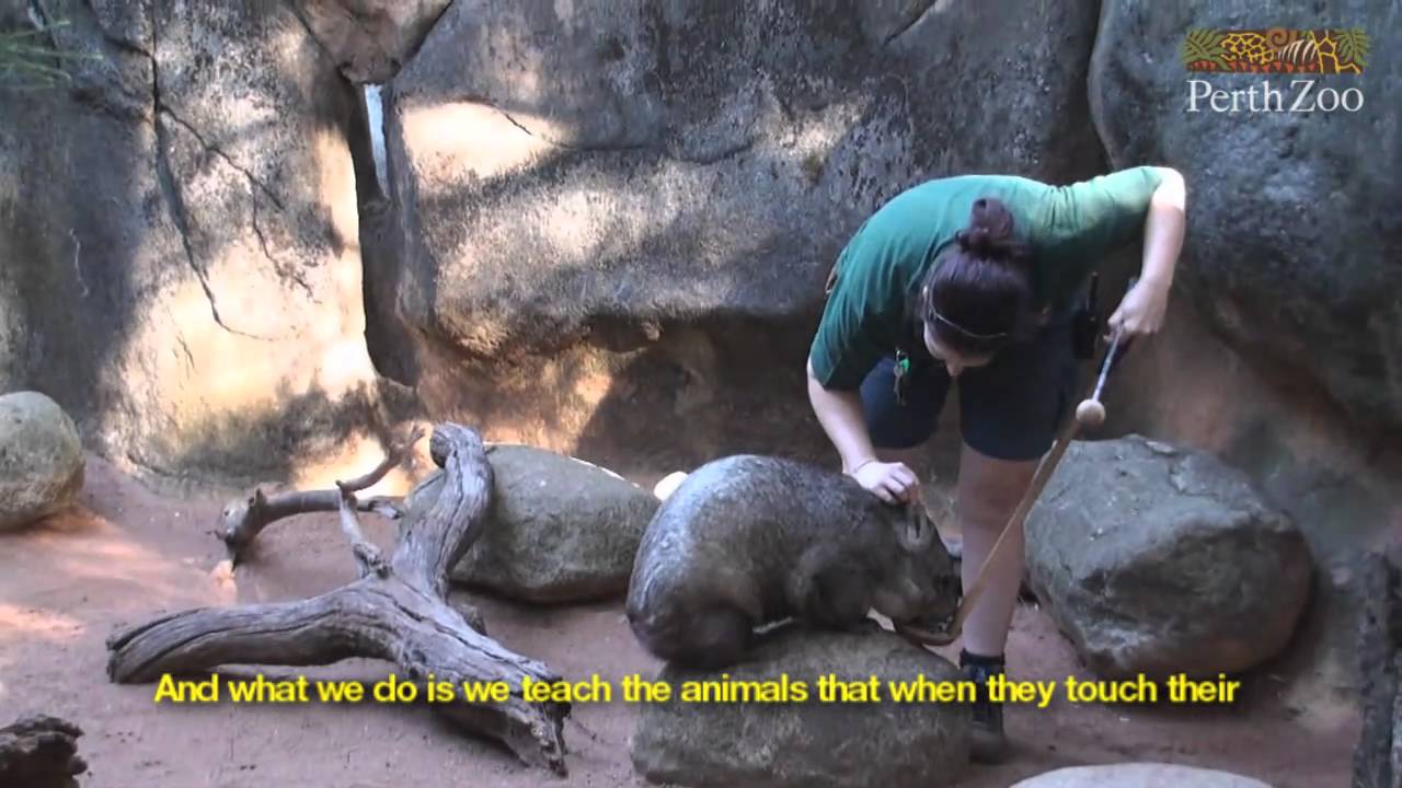 Wombat Training at Perth Zoo - YouTube