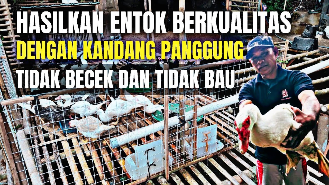SUKSES TERNAK ENTOK KANDANG PANGGUNG DI ATAS KOLAM IKAN - YouTube