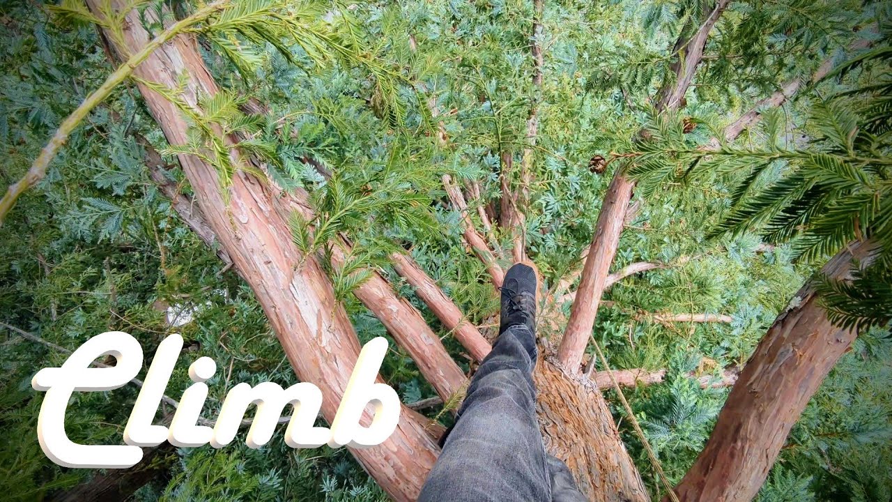 Redwood Tree Climb // First person, 4k // - YouTube