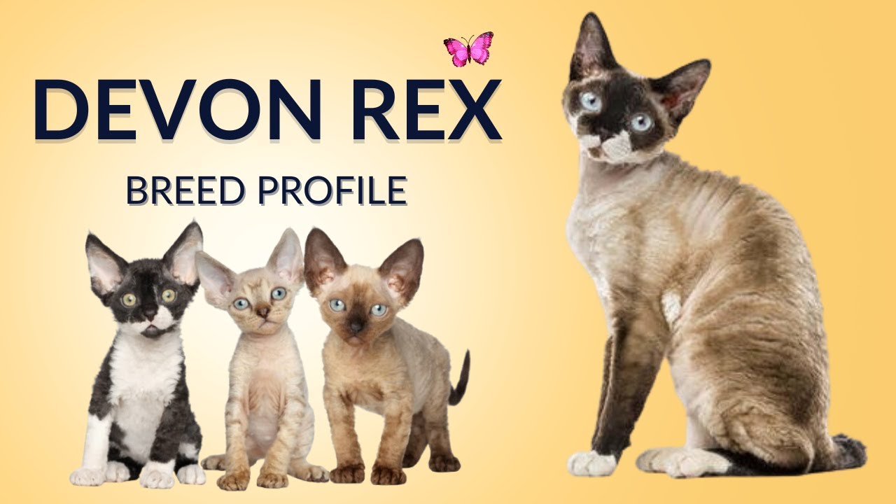 Devon Rex Cat Breed Profile History - Price - Traits - Grooming Needs ...