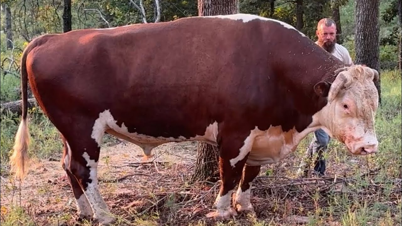 Rufus The Bull is live! - YouTube