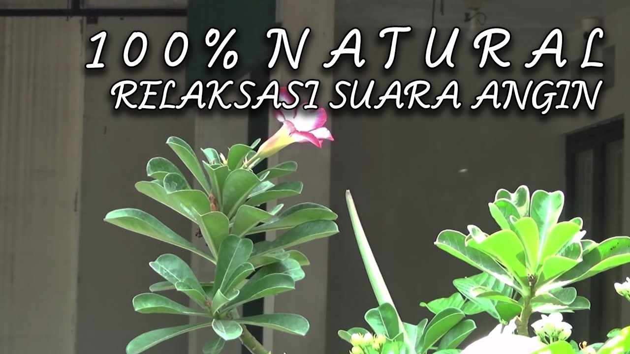 100% Natural // Relaksasi Suara Angin - YouTube