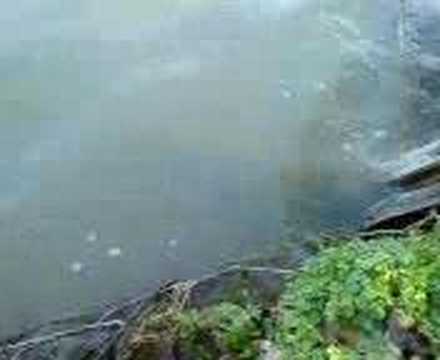 FISHING AT COOMBE ABBEY PART 2 - YouTube