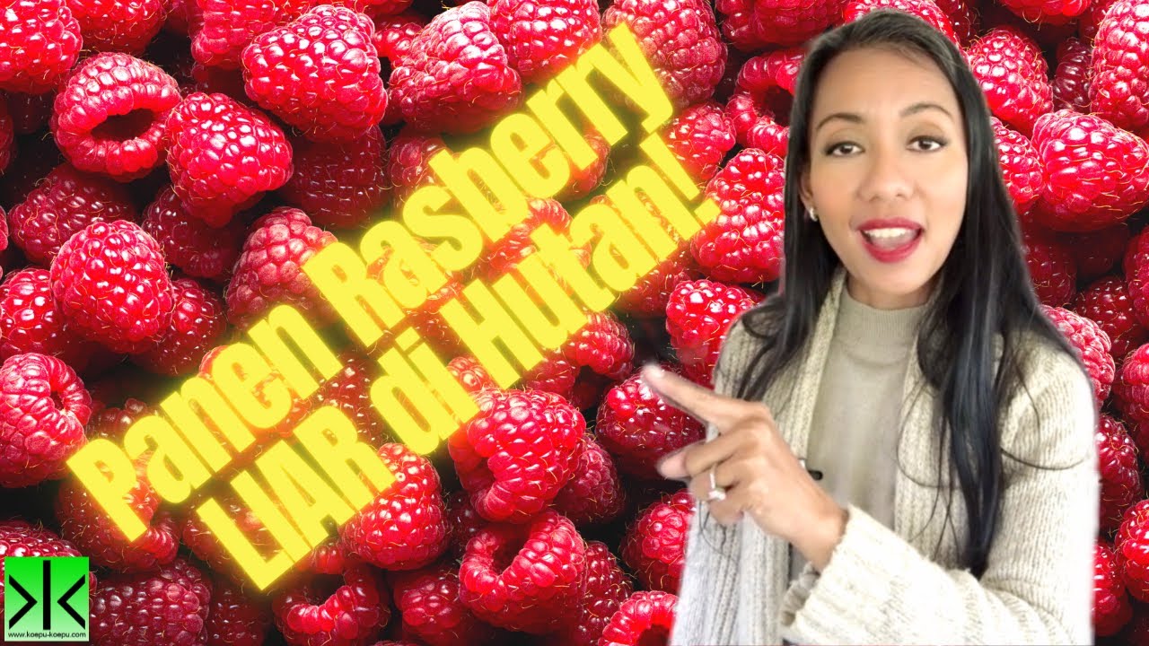Panen Buah Raspberry Liar Di Hutan Belantara - YouTube