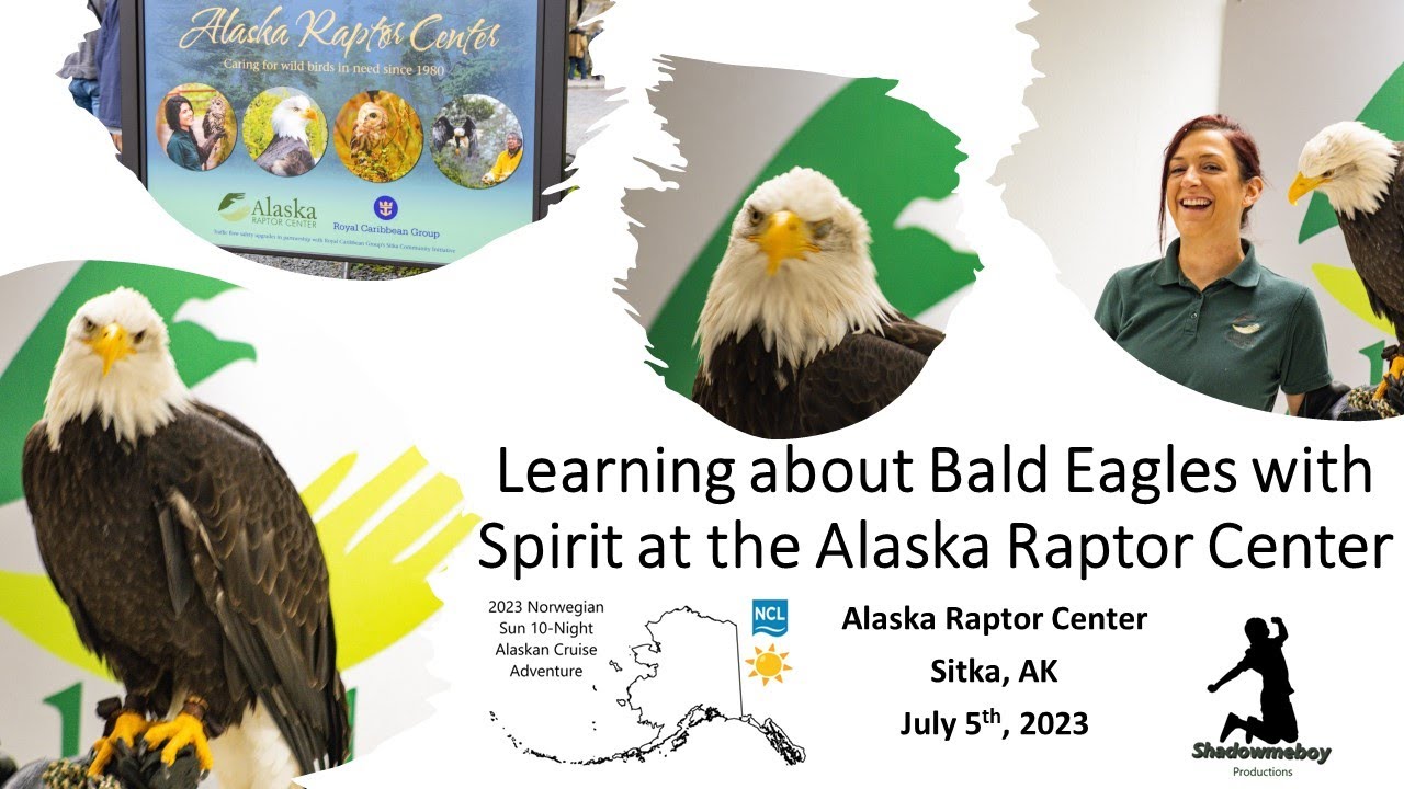 Learning about Bald Eagles with Spirit at the Alaska Raptor Center ...