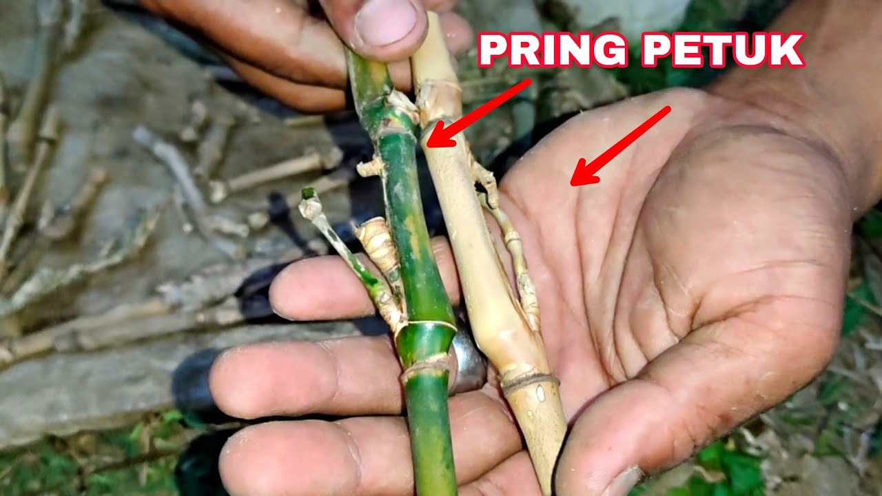 DAPAT BAMBU PETUK JALU RANTING NAIK TURUN SUNGGUH DI LUAR DUGAAN - YouTube