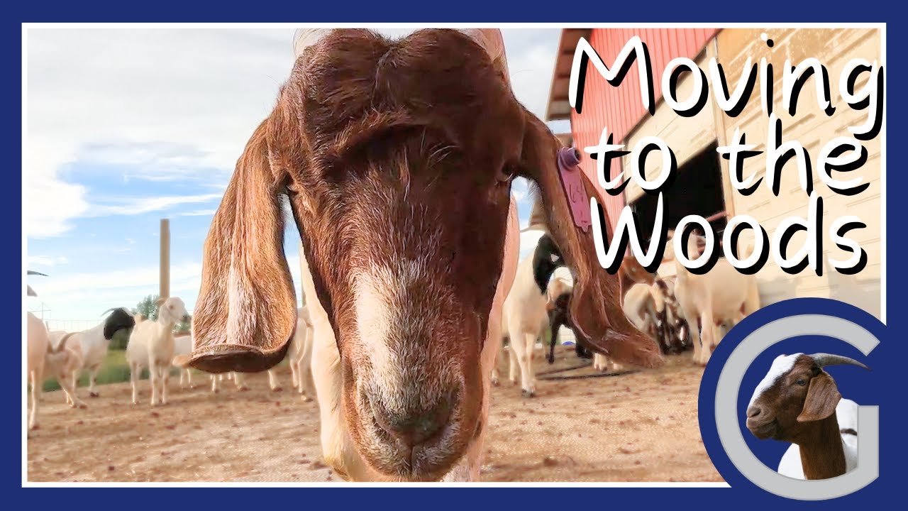 The Start of a Hoof Saga, Parasites, & Cattle Barn Progress | Vlog 13 ...