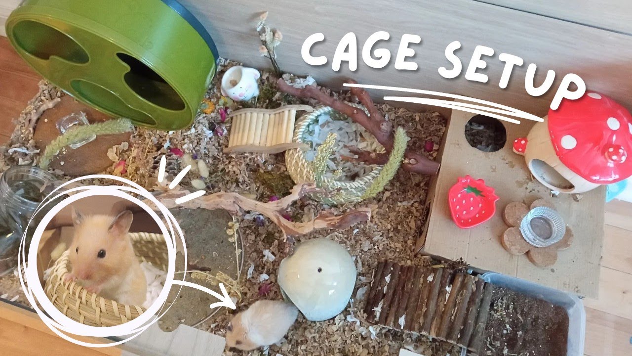 Setting up my Hamster's Enclosure 🌷 I Cage setup - YouTube