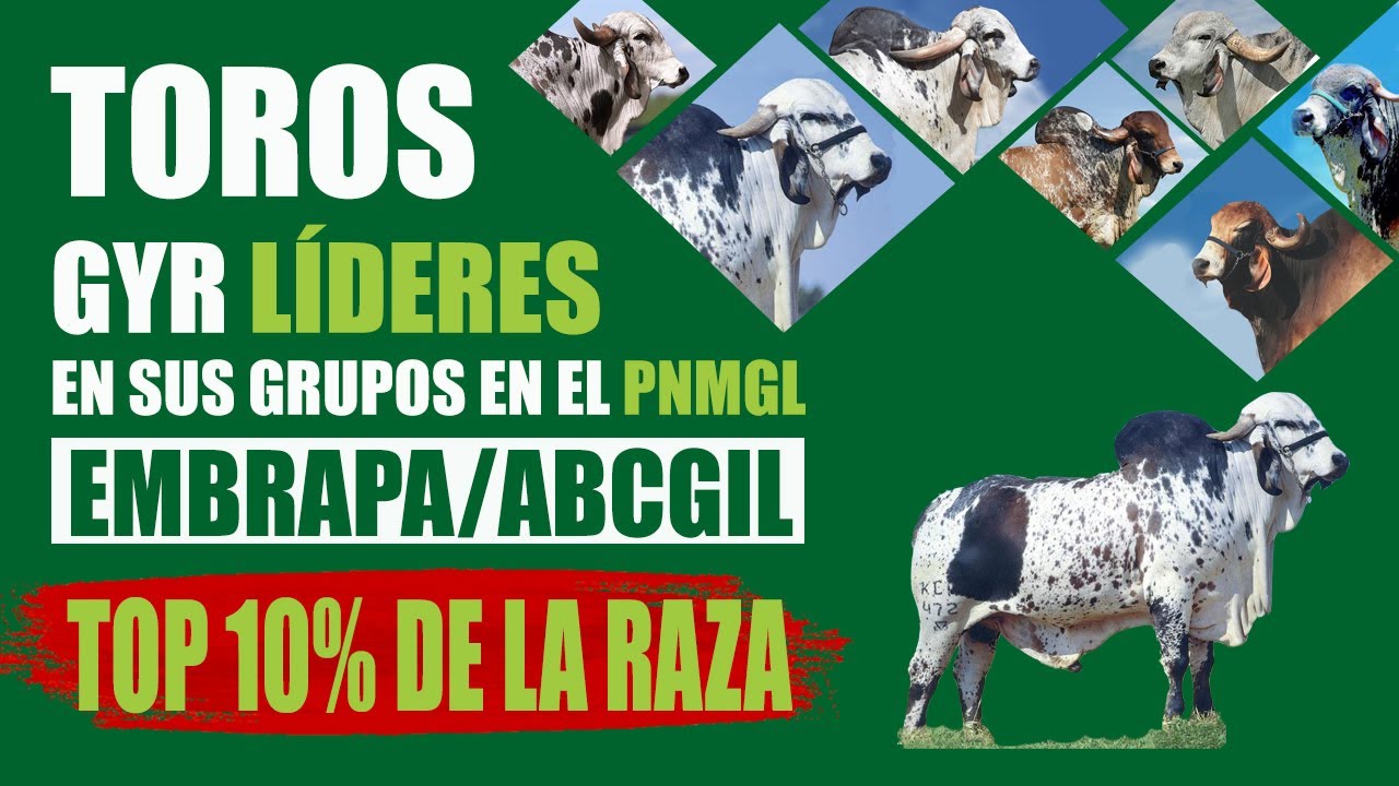 TOROS GYR, QUE ENTRARON DIRECTAMENTE AL SELECTO TOP 10% DE LA RAZA ...