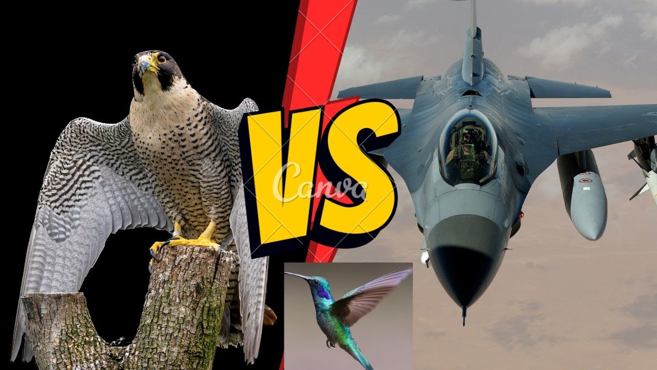 bird vs human which one better? #documentary - YouTube