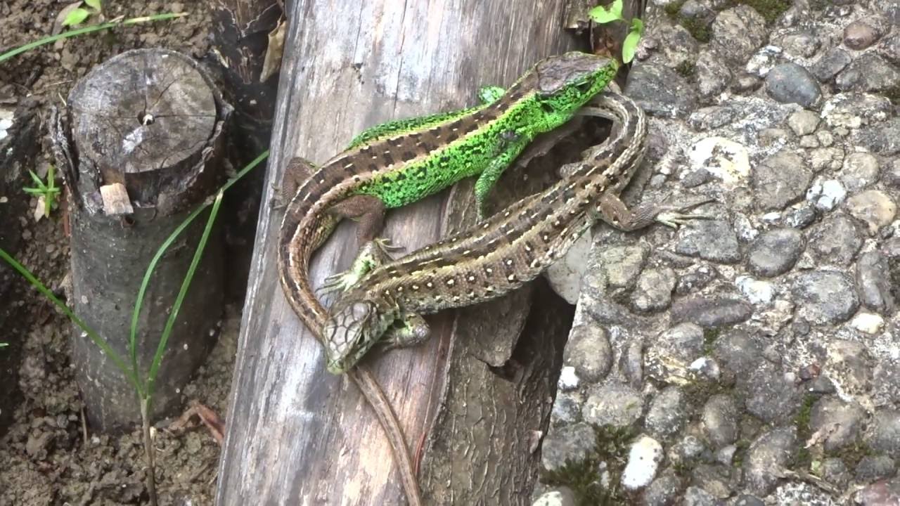 Cuddling Lizards - YouTube