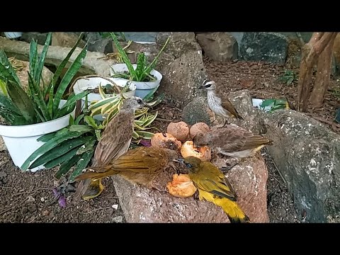 berebut makanan buah sawo dan jambu air,burung di aviari - YouTube