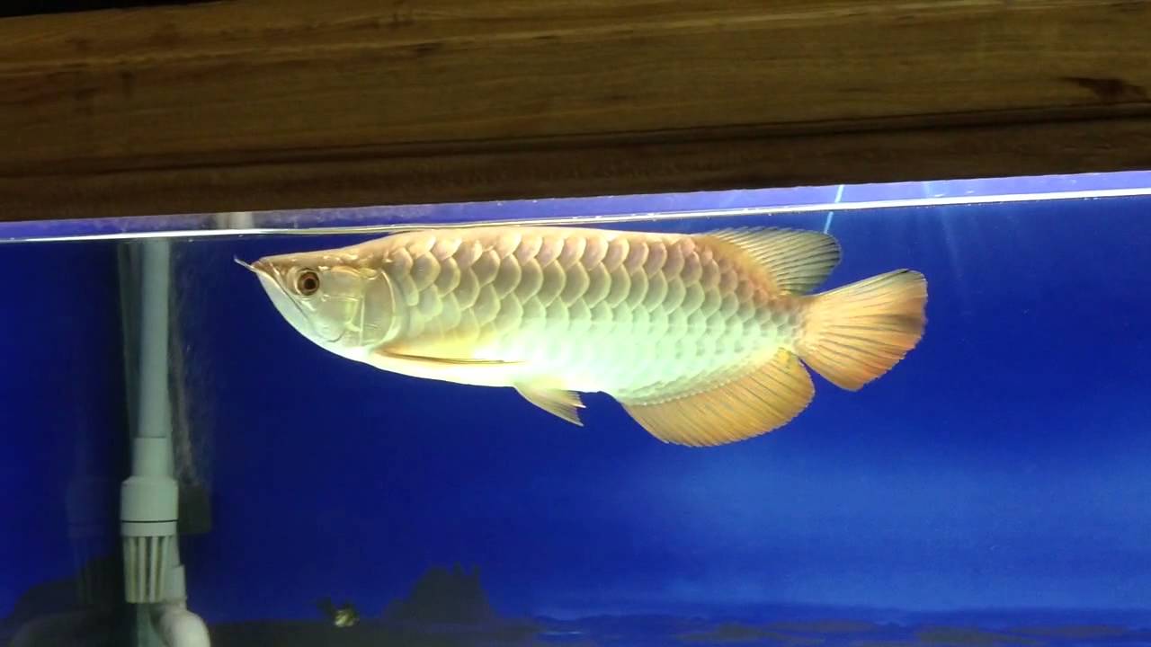 Quay cu ly 50cm - YouTube