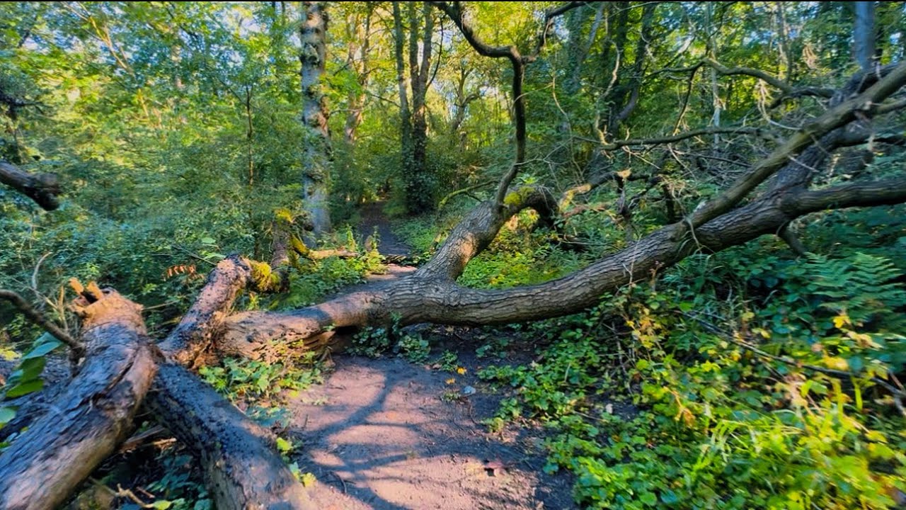 Relaxing | Peaceful Forest Trails | Stockham Lane 4K Nature Escape ...