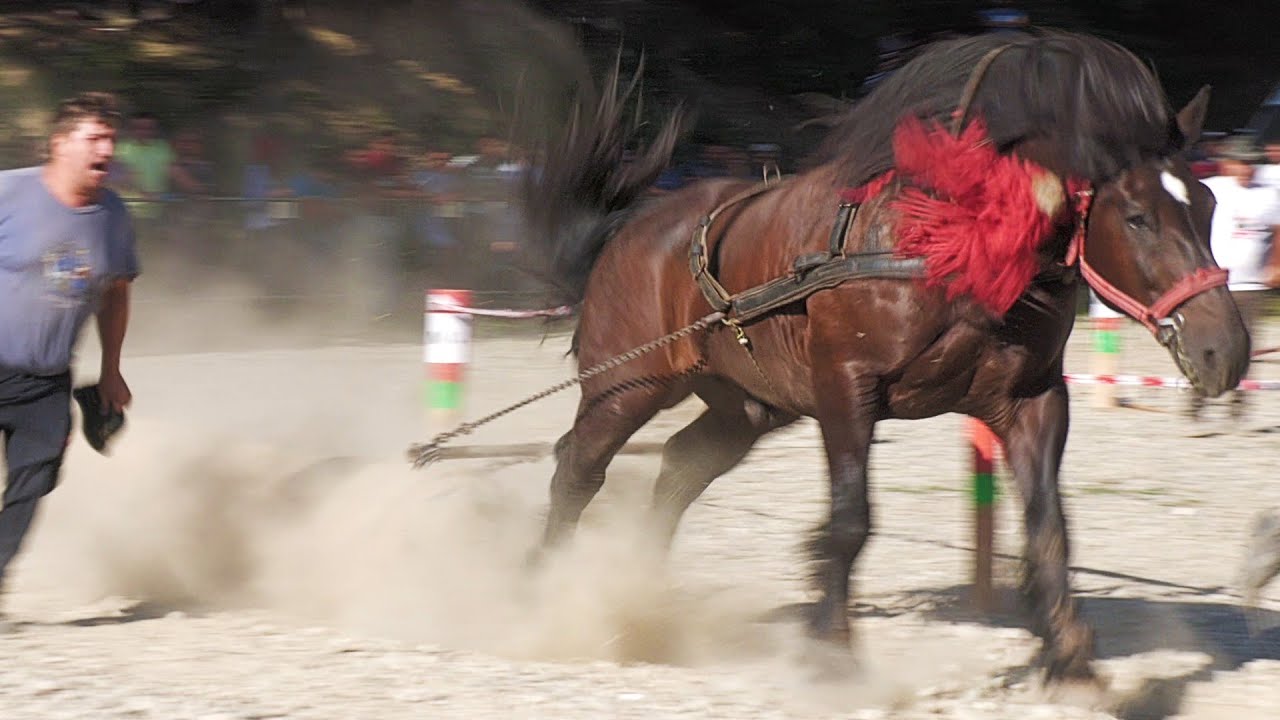 Cai probe de tracțiune locul 2 la simplu Corabian Paul de la Cluj la ...