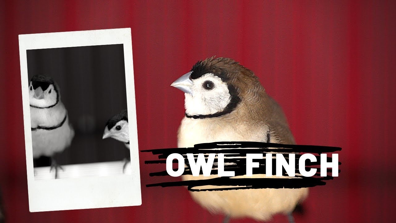 Owl Finch : Things You Need to Know About Owl Finches - YouTube