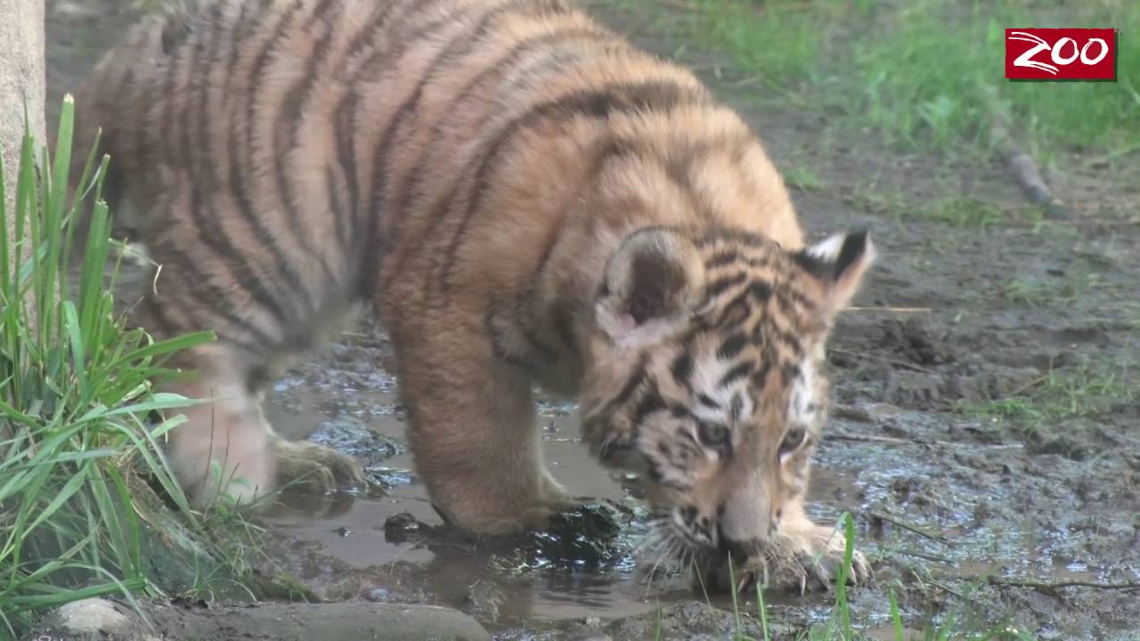 Tiger Cubs in the Yard for the First Time! - YouTube