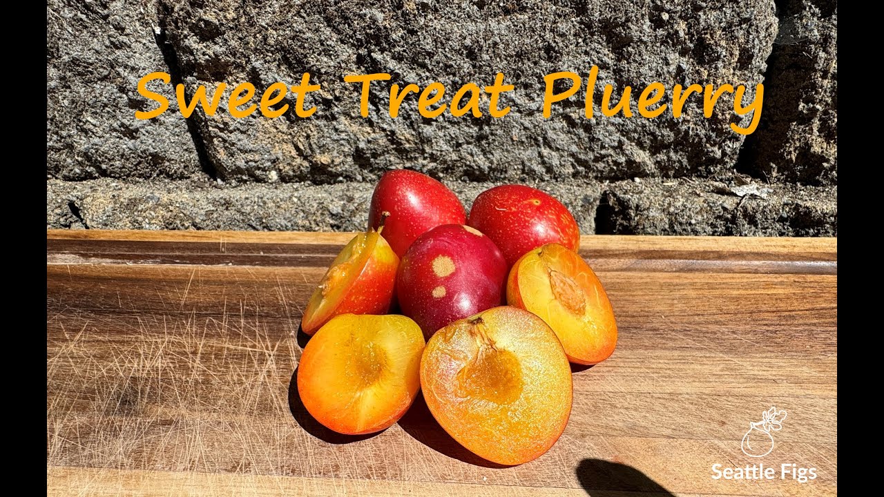 Sweet Treat Pluerry 2024 - YouTube