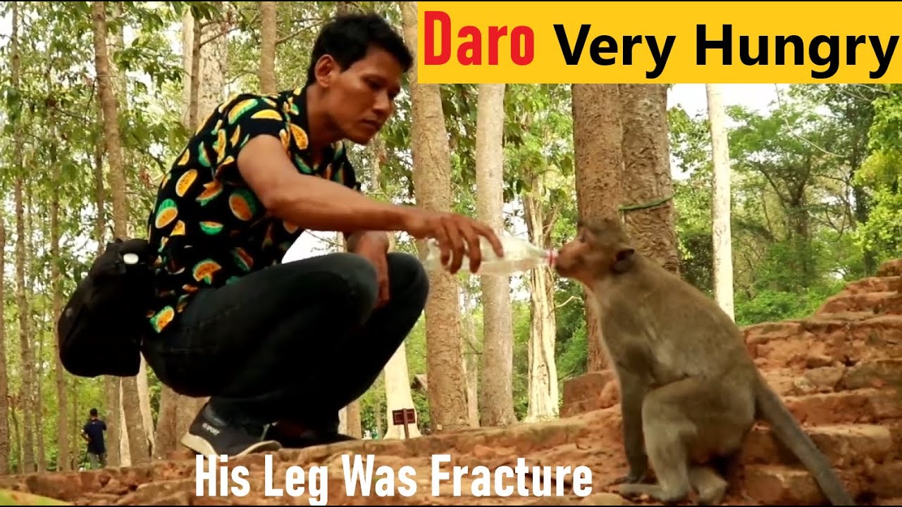 Today Monkey Daro He Was Very Hungry, I Will Give Some Fruits And Water ...
