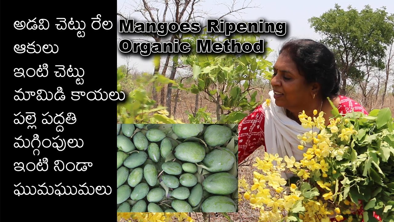 Mangoes Ripening Organic Method / Golden sower leaf/Rela Aaku / Maamidi ...