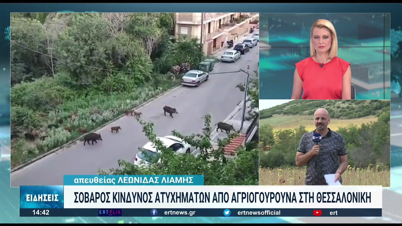 Θεσσαλονίκη: Αγριογούρουνα απειλούν πολίτες και χωράφια | 05/08/2022 ...