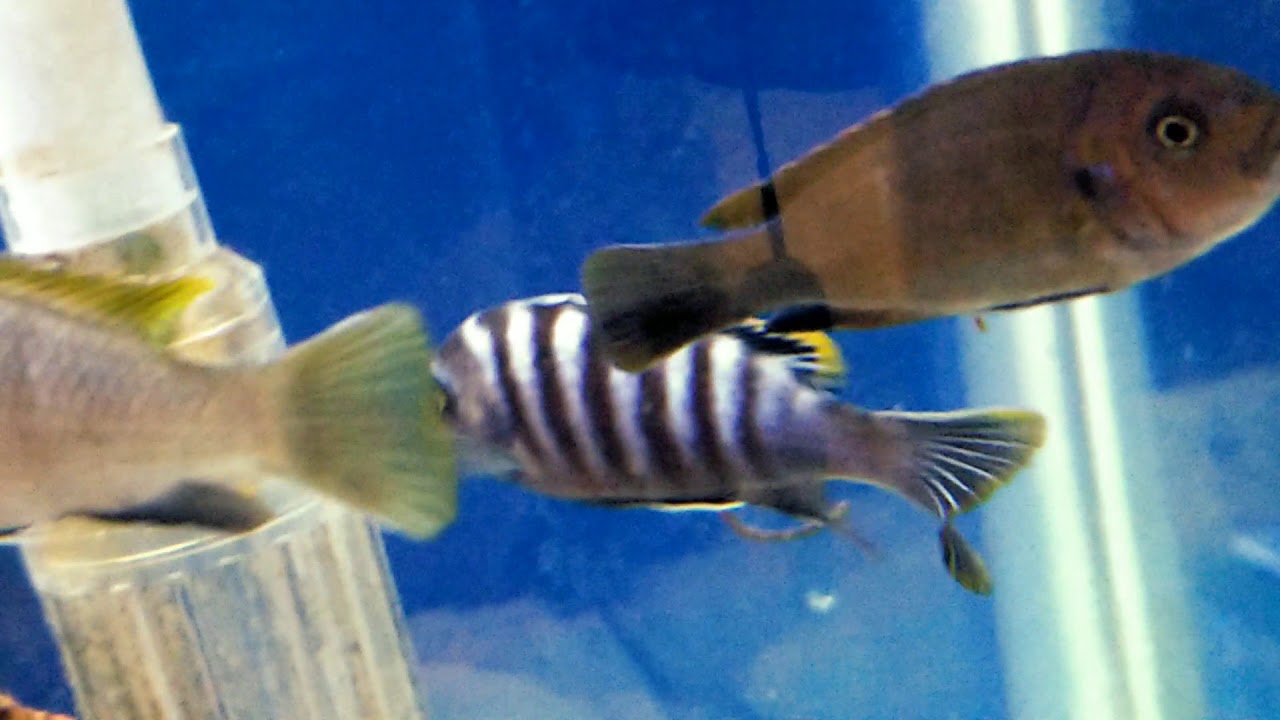 🔴🔛🔥🤫💪🤐🤫Cynotilapia zebroides lundo island - YouTube
